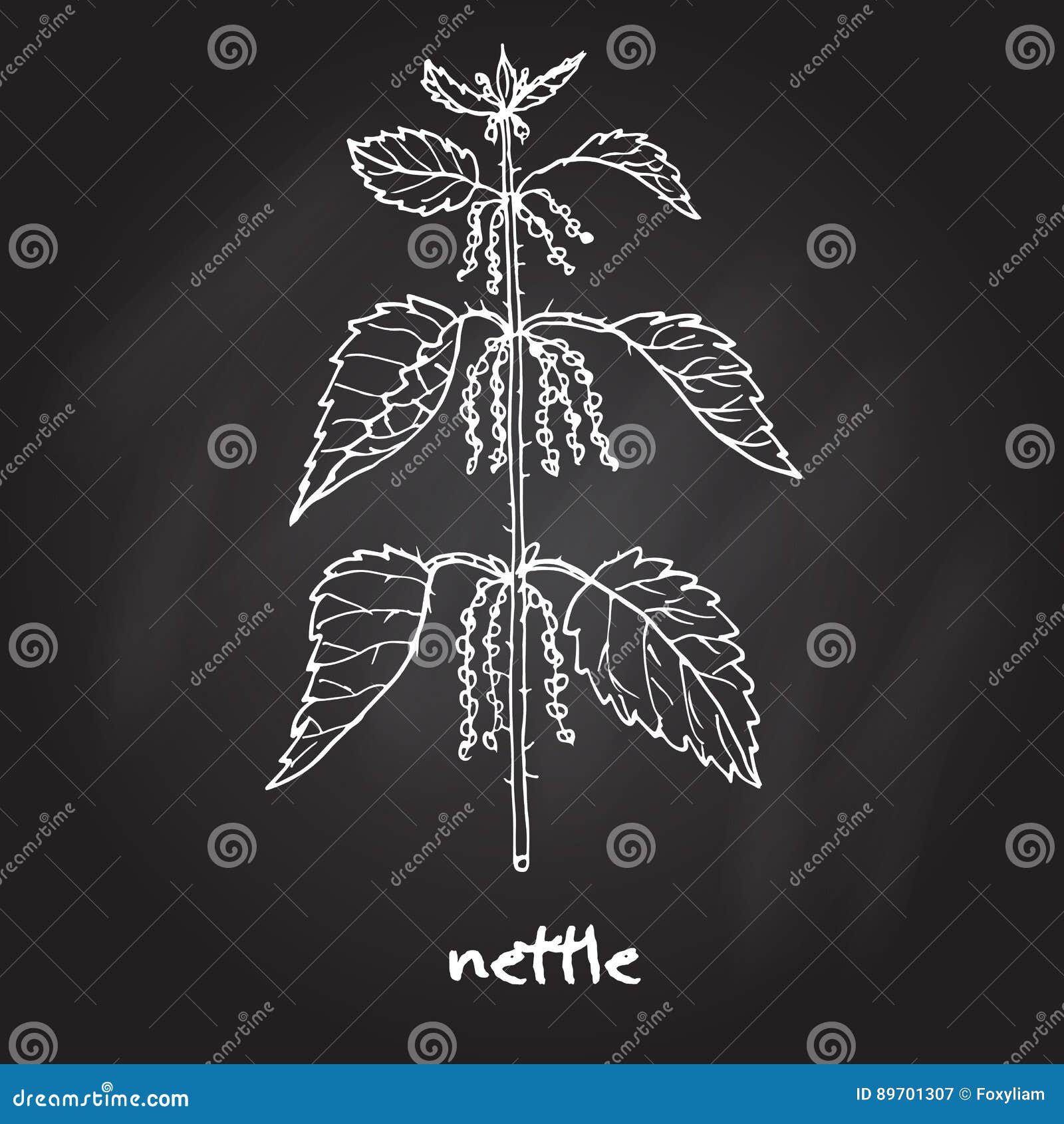 Netel Geneeskrachtige Installatie Vector Illustratie - Illustration of ...