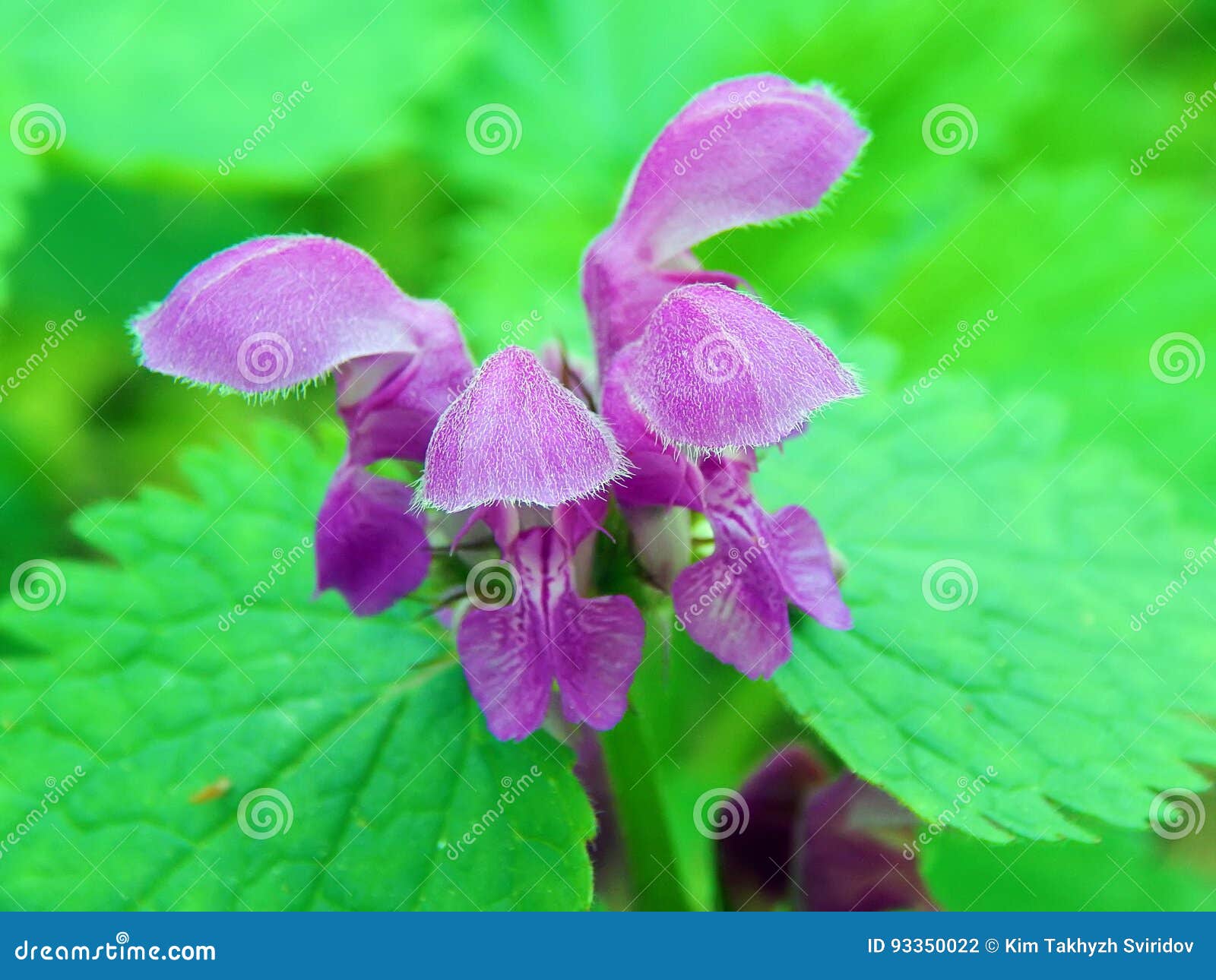 Netel Met Purper Bloemenclose-up Stock Foto - Image of seizoen, blad ...