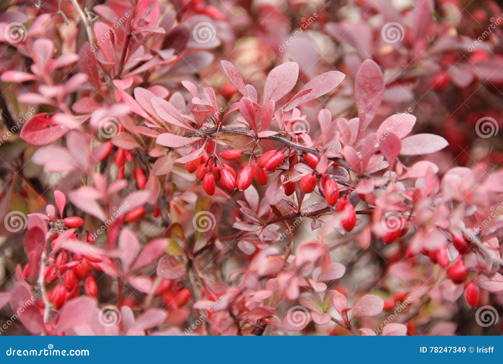 Netelige Struik Met Rode Bladeren En Bessen Stock Afbeelding - Image of ...