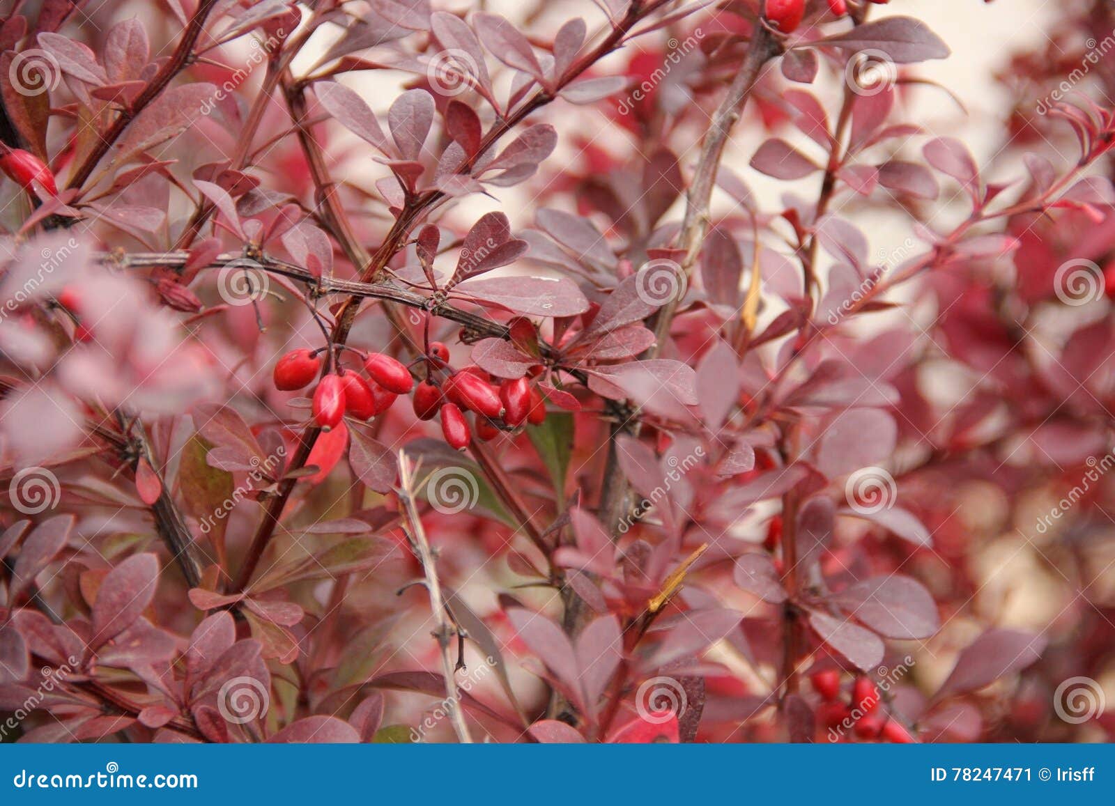 Netelige Struik Met Rode Bladeren En Bessen Stock Afbeelding - Image of ...