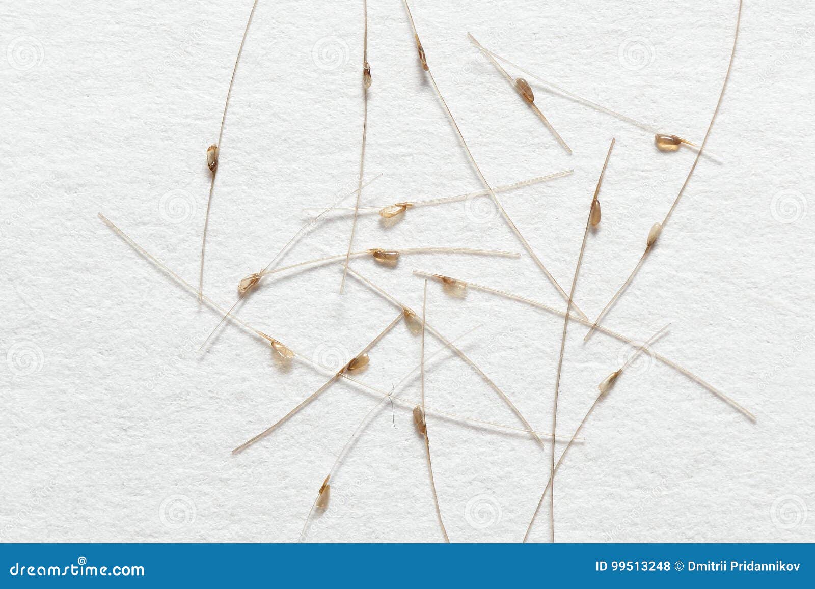 Neten Op Het Haar, Op Witboekachtergrond Stock Foto - Image of ...