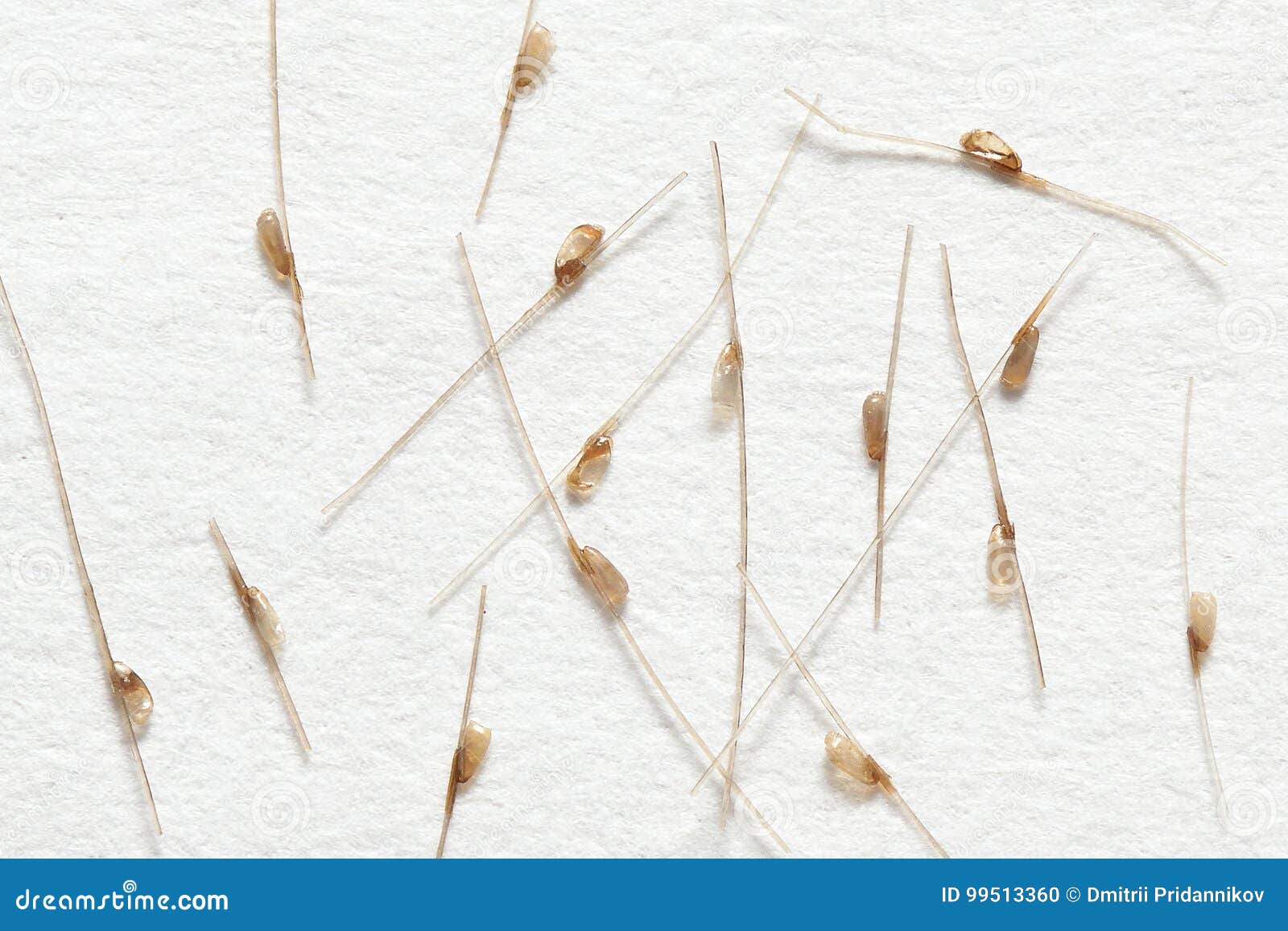 Neten Op Het Haar, Op Witboekachtergrond Stock Foto - Image of ...