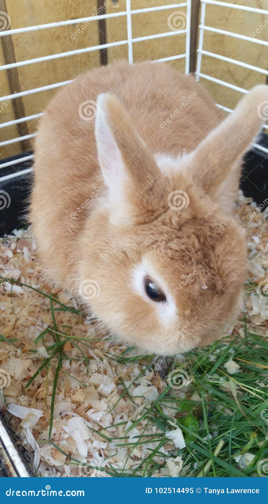 Netherland dwarf rabbit stock image. Image of beautiful - 102514495