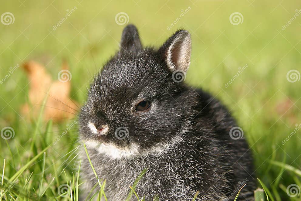 Netherland Dwarf Rabbit I stock image. Image of black - 1507263