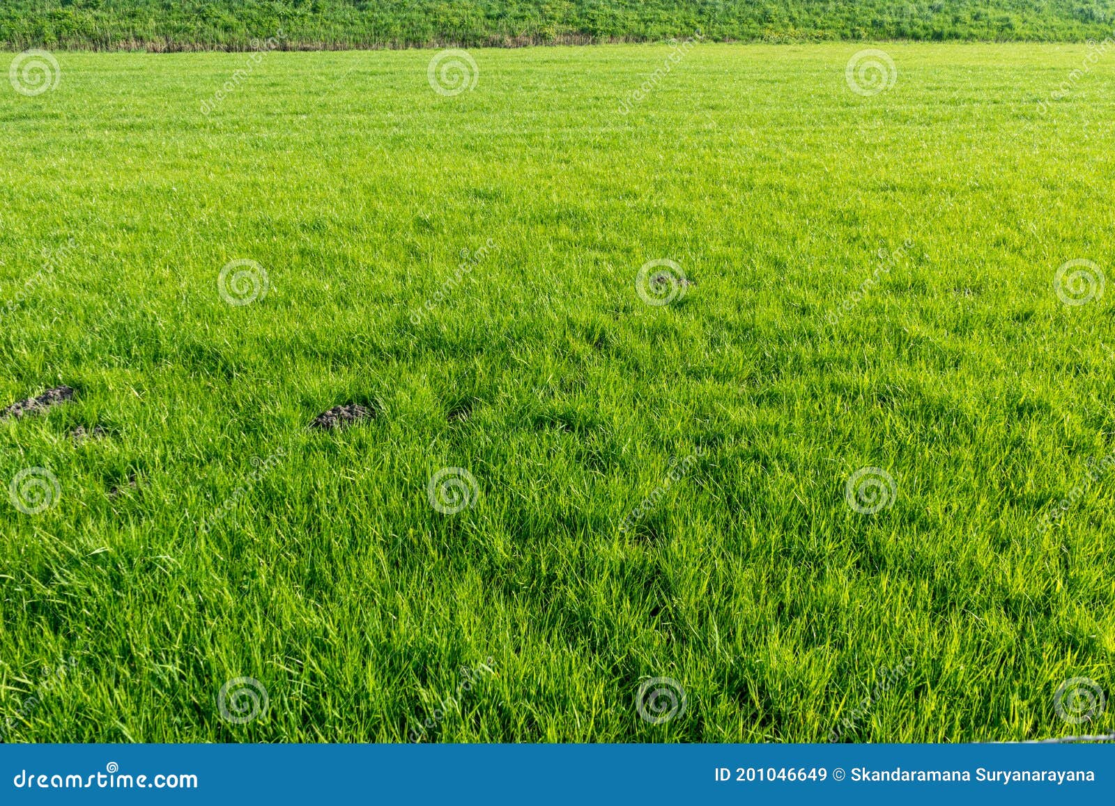 Netherlands,Wetlands,Maarken, Green Grass Field Stock Image - Image of ...