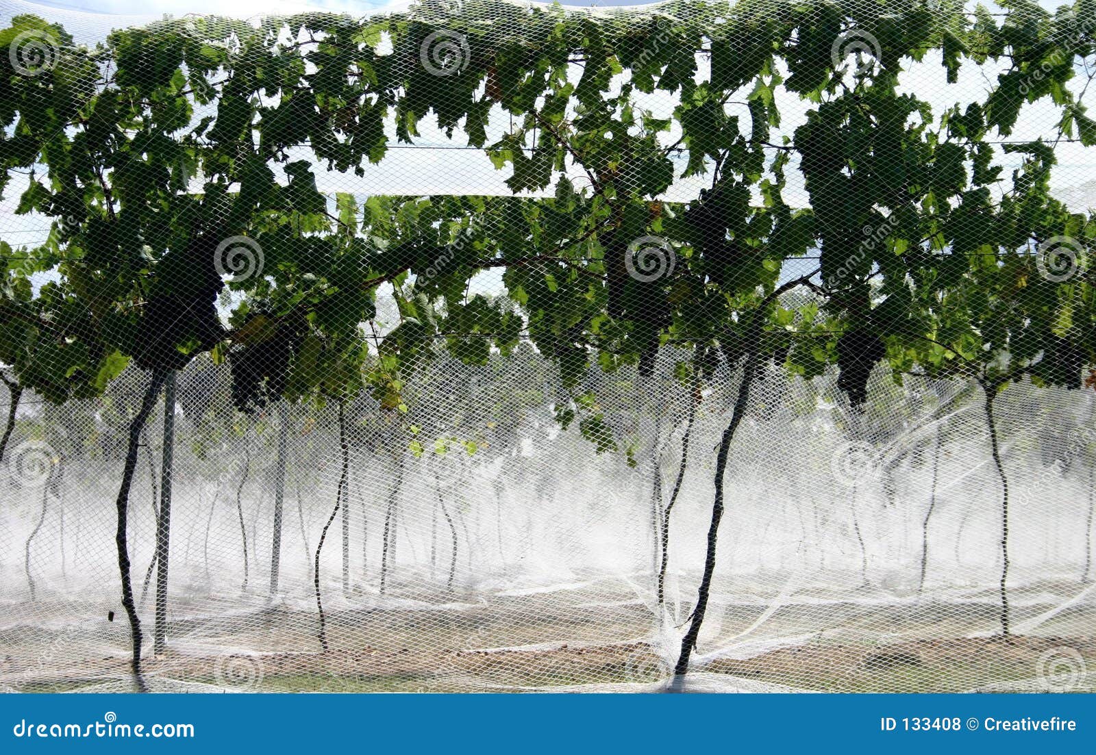 Nets on Grape Vines stock photo. Image of beverage, vineyard - 133408