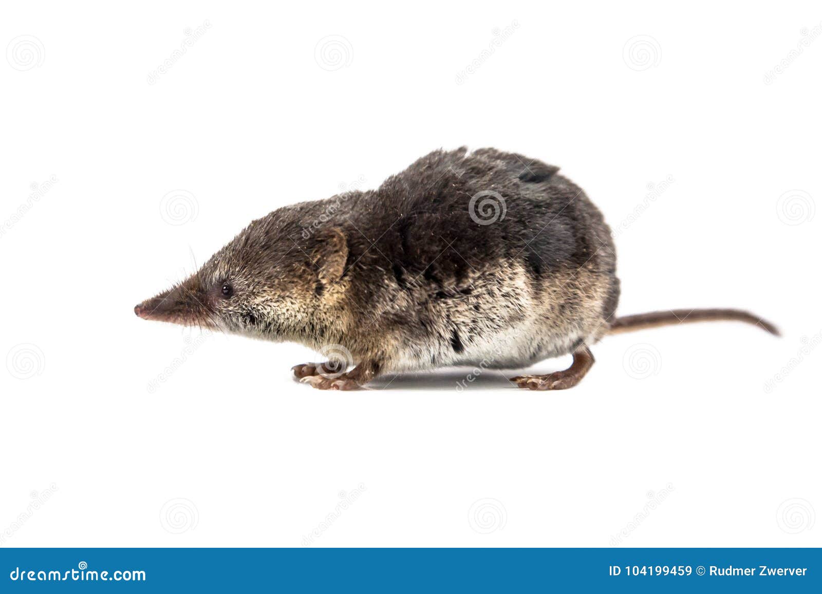 Nette Allgemeine Spitzmaus Auf Weißem Hintergrund Stockbild - Bild von ...
