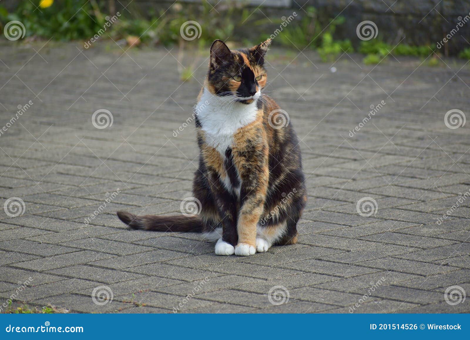 Die Süße Tricolor Calico Katze Sitzt Auf Dem Boden Stockfoto - Bild von ...