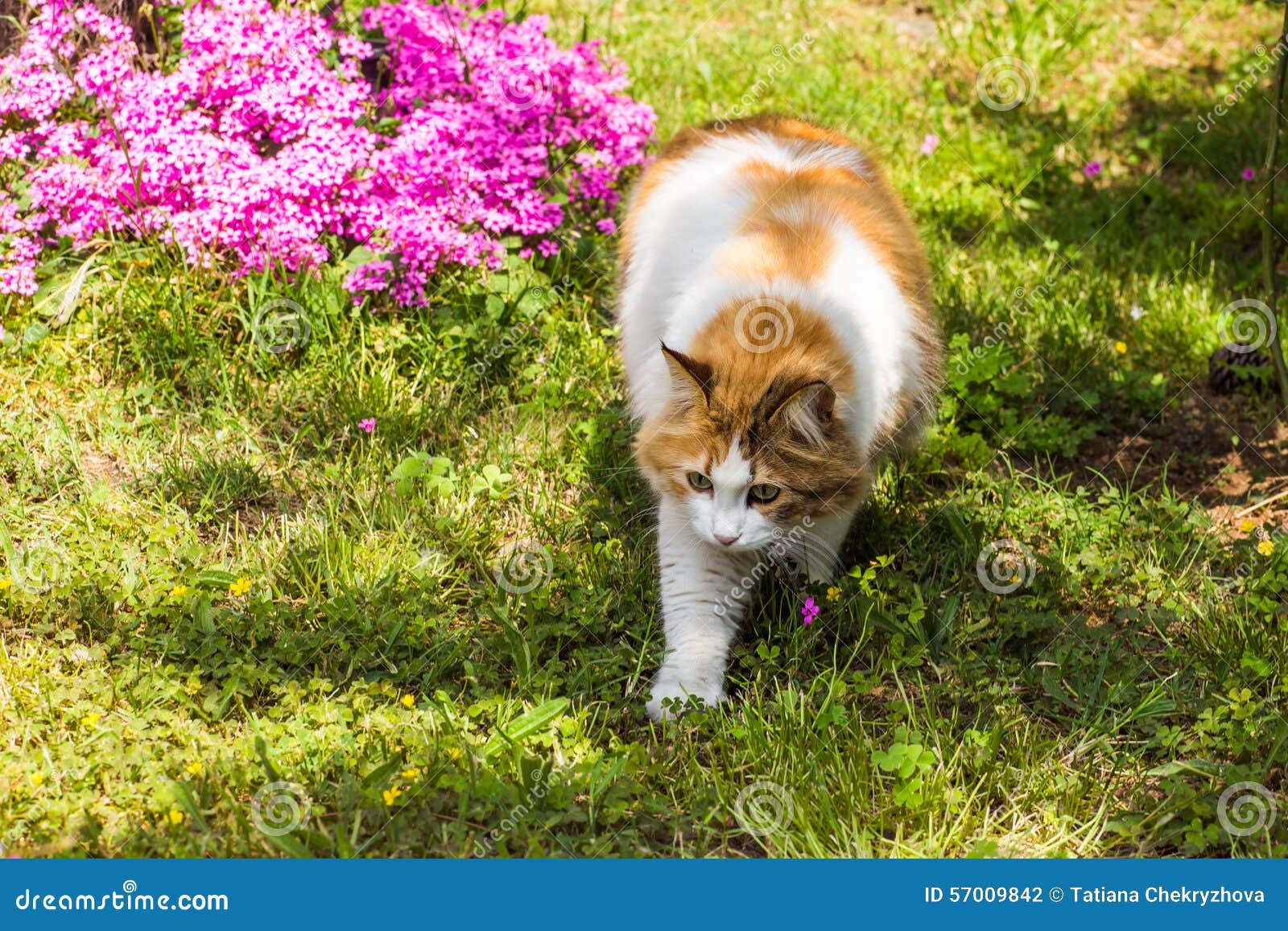 Nette Katze in den Blumen stockfoto. Bild von neugierig - 57009842