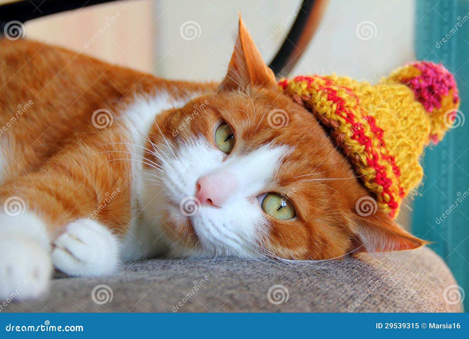 Nette Katze in Einem Gestrickten Hut Stockbild - Bild von stuhl ...