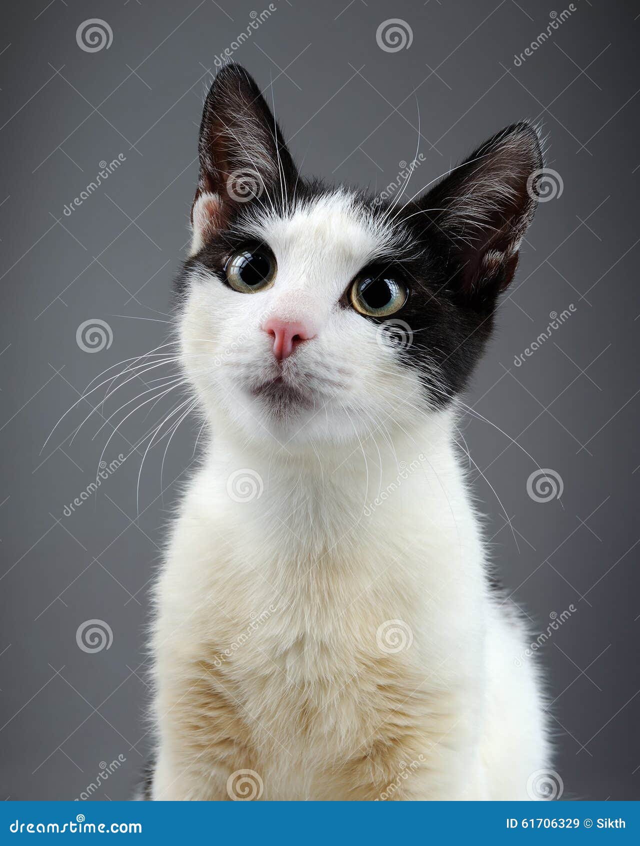 Nette Kitten Close-Up Looking an Der Kamera Stockbild - Bild von sattel ...