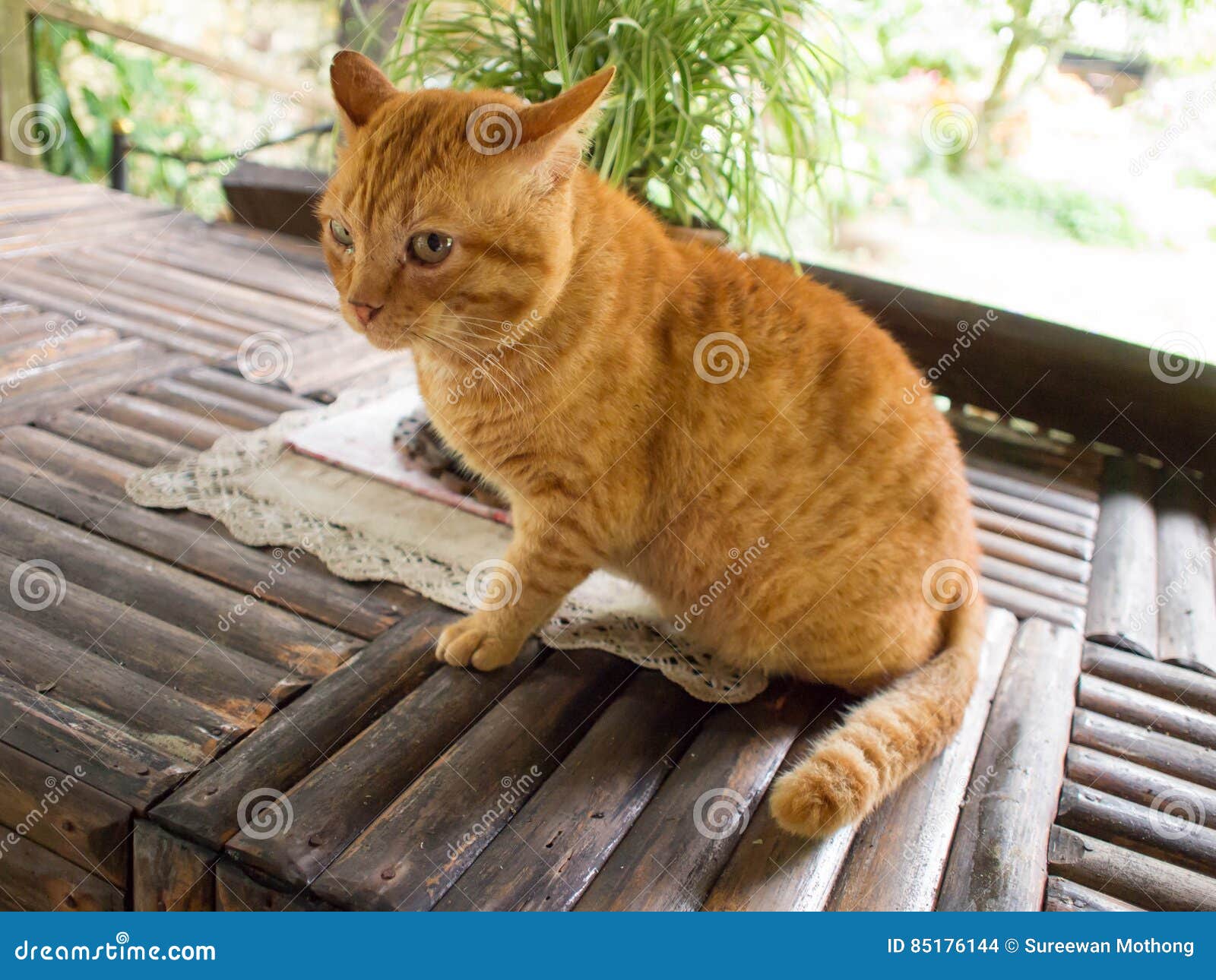 Nette Orange Katze Der Getigerten Katze, Orange Sitzen Der Katze Farb ...