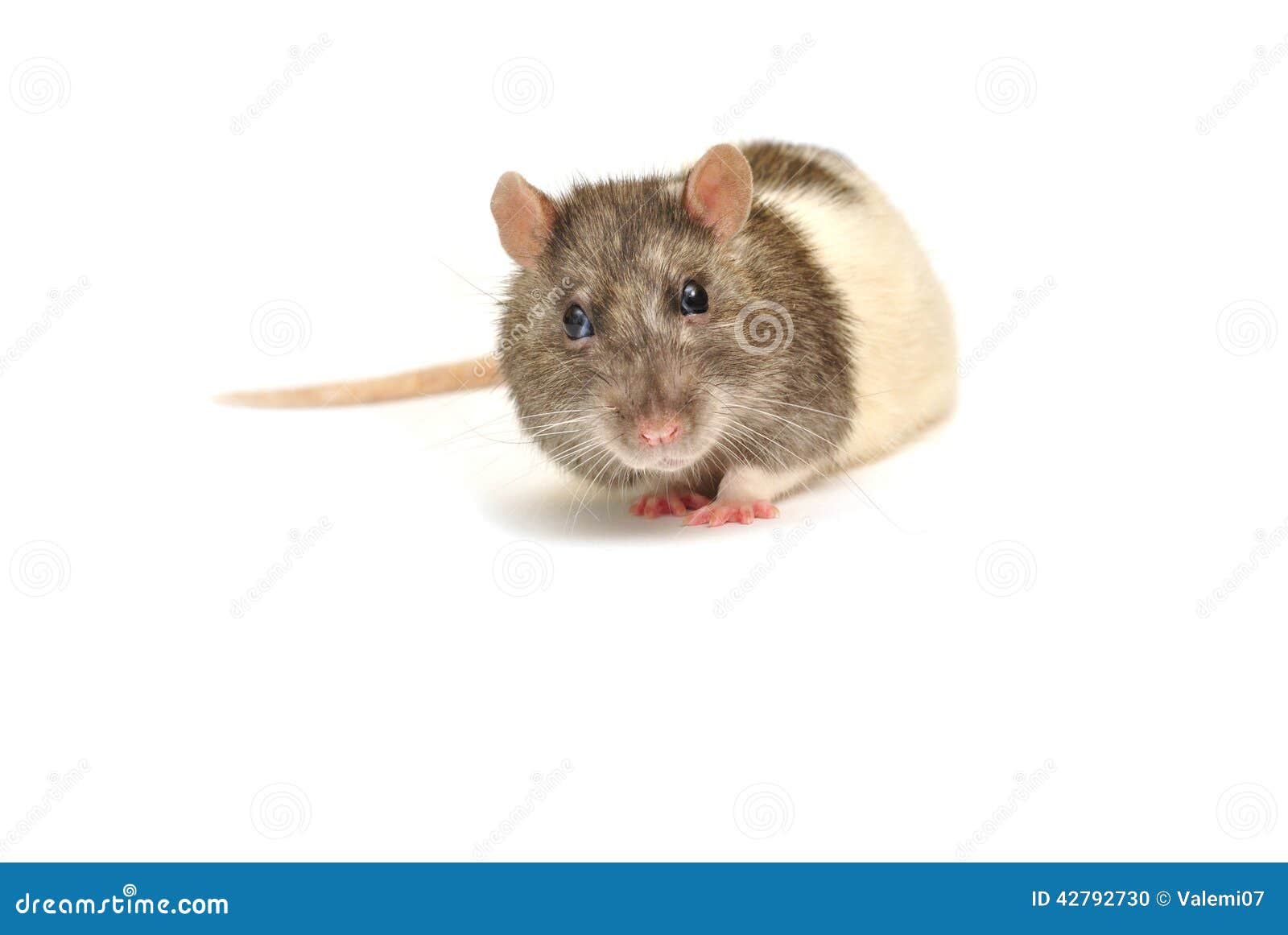 Nette Ratte Mag Fotografiert Werden Stockfoto - Bild von ratte, rund ...
