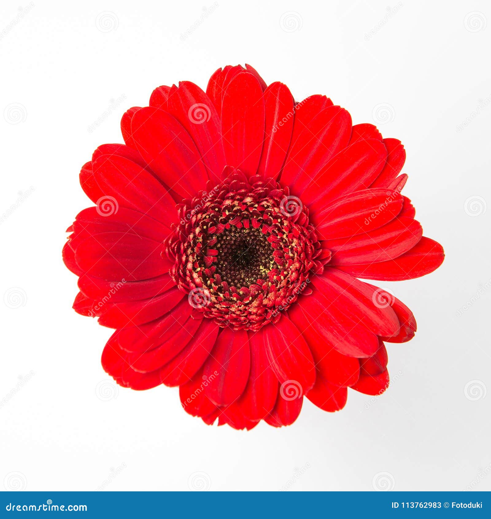 Nette Rote Blume Auf Weißem Hintergrund Stockbild - Bild von rosa ...