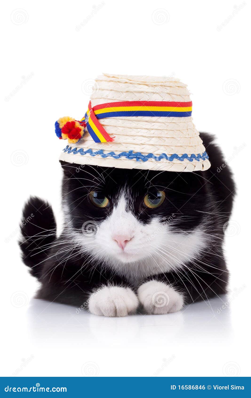 Nette Schwarzweiss-Katze Mit Hut Stockfoto - Bild von farbband, nett ...