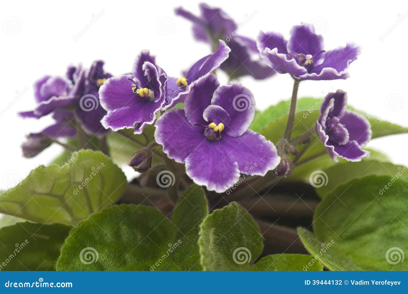 Nette violette Blume stockfoto. Bild von potentiometer - 39444132