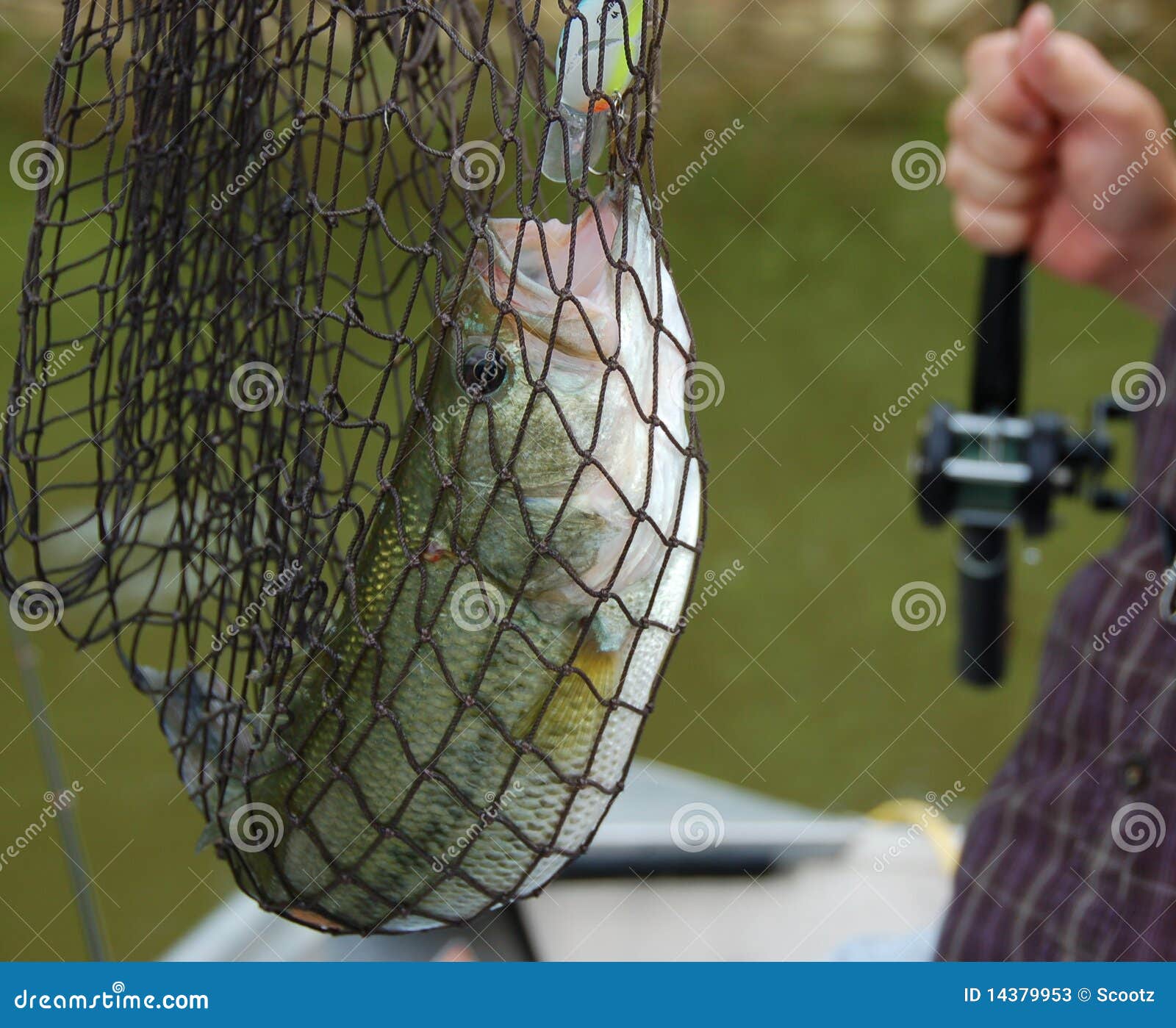 Netted bass stock image. Image of trap, scale, leisure - 14379953