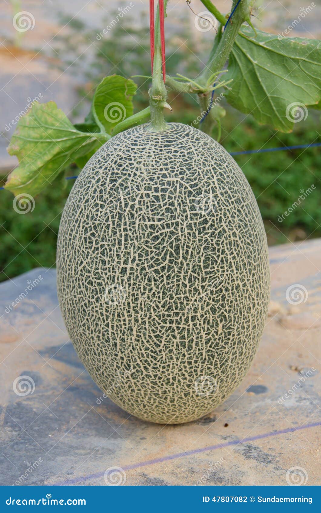 Netted Melon about To Harvest Stock Photo - Image of plant, food: 47807082