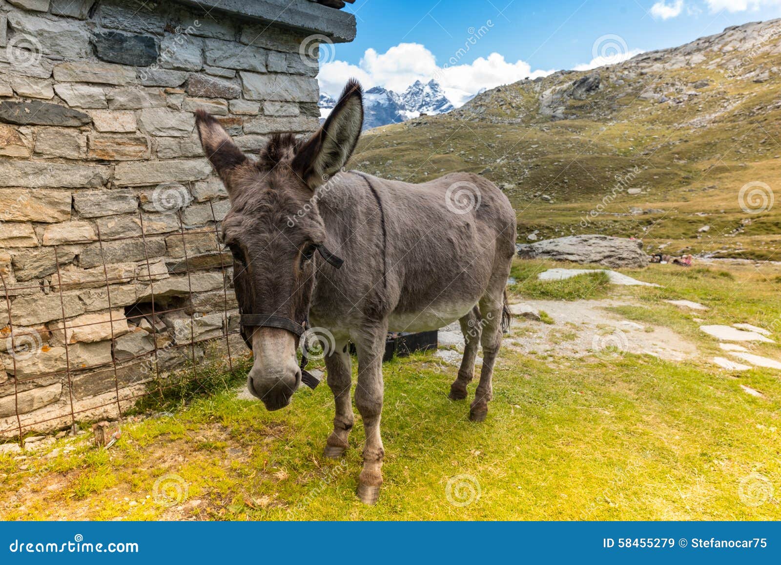 Netter Esel, Der Gras in Der Berglandschaft Isst Stockbild - Bild von ...