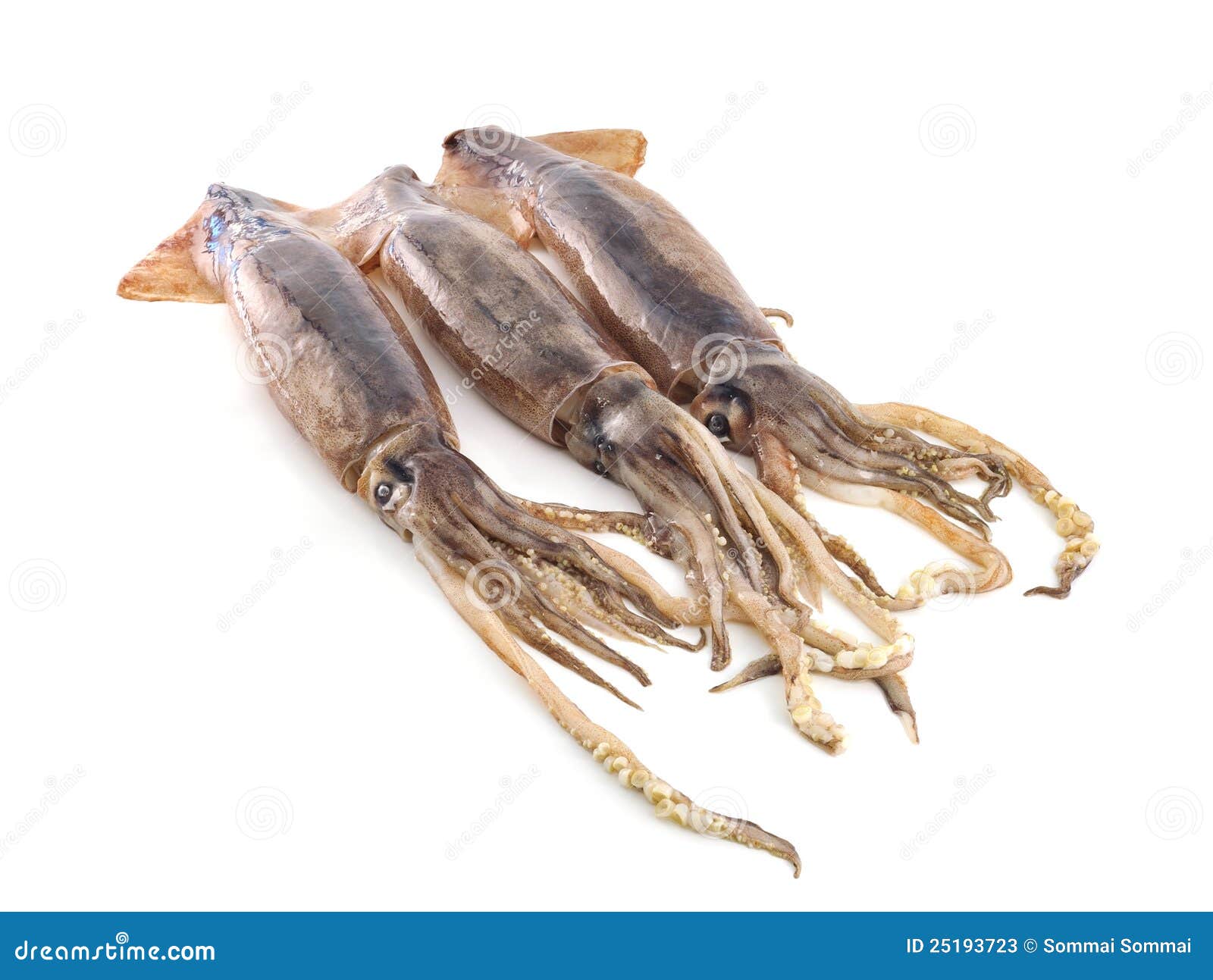 Netter frischer Kalmar stockbild. Bild von nahrung, hintergrund - 25193723