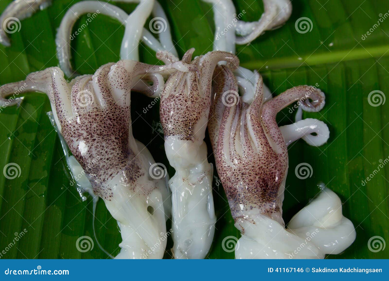 Netter frischer Kalmar stockfoto. Bild von nave, nett - 41167146