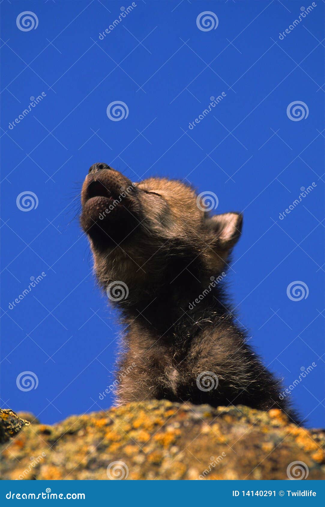 Netter Grauer Heulender Wolf-Welpe Stockbild - Bild von jung, nave ...