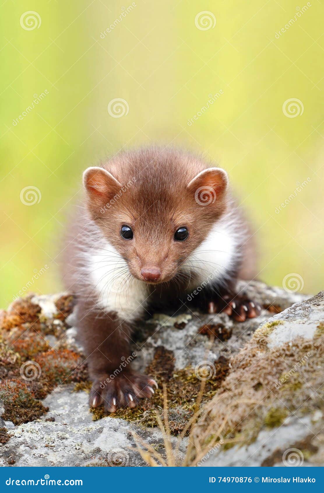 Netter junger Marder stockfoto. Bild von raub, entzückend - 74970876