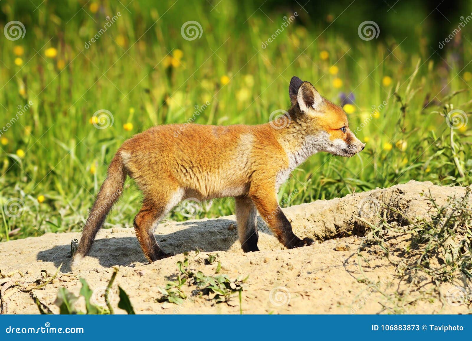Netter junger roter Fuchs stockbild. Bild von nave, pelz - 106883873