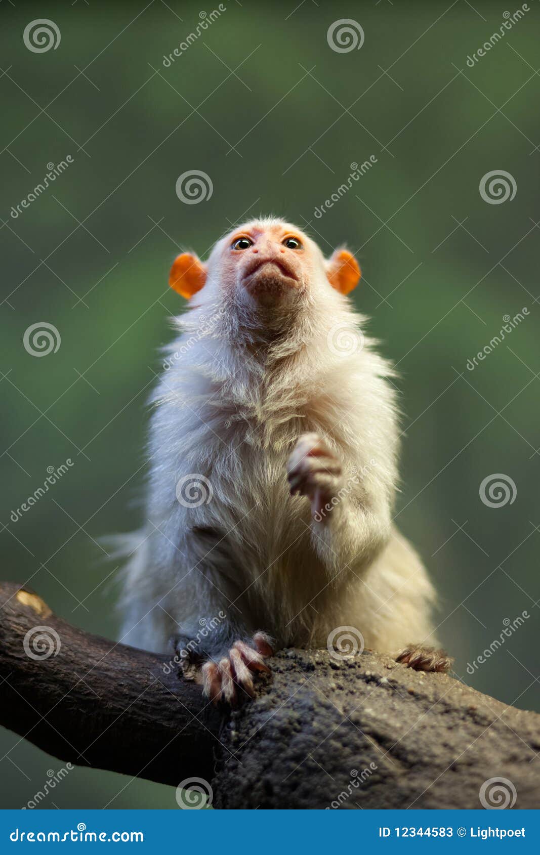 Netter kleiner Fallhammer stockbild. Bild von familie - 12344583