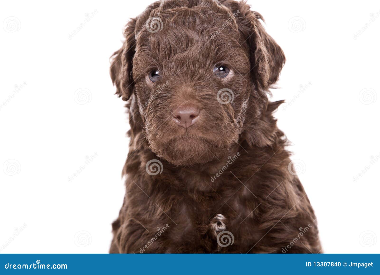 Netter Labradoodle Welpe stockfoto. Bild von hund, haustier - 13307840