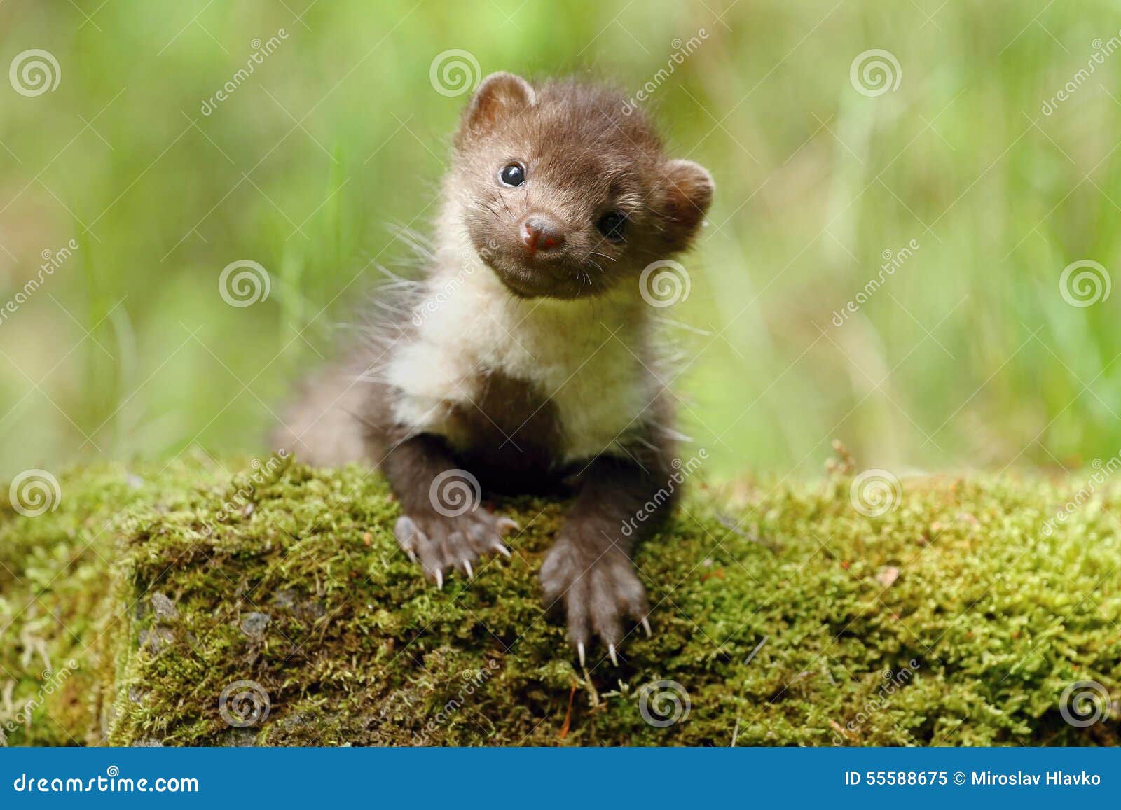 Netter Marder stockbild. Bild von nett, marder, wild - 55588675