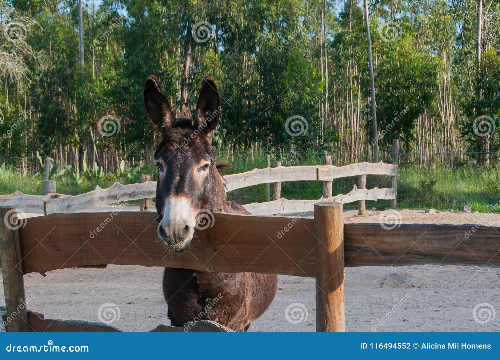 Netter Und Süßer Esel Im Stall Stockfoto - Bild von nave, tier: 116494552