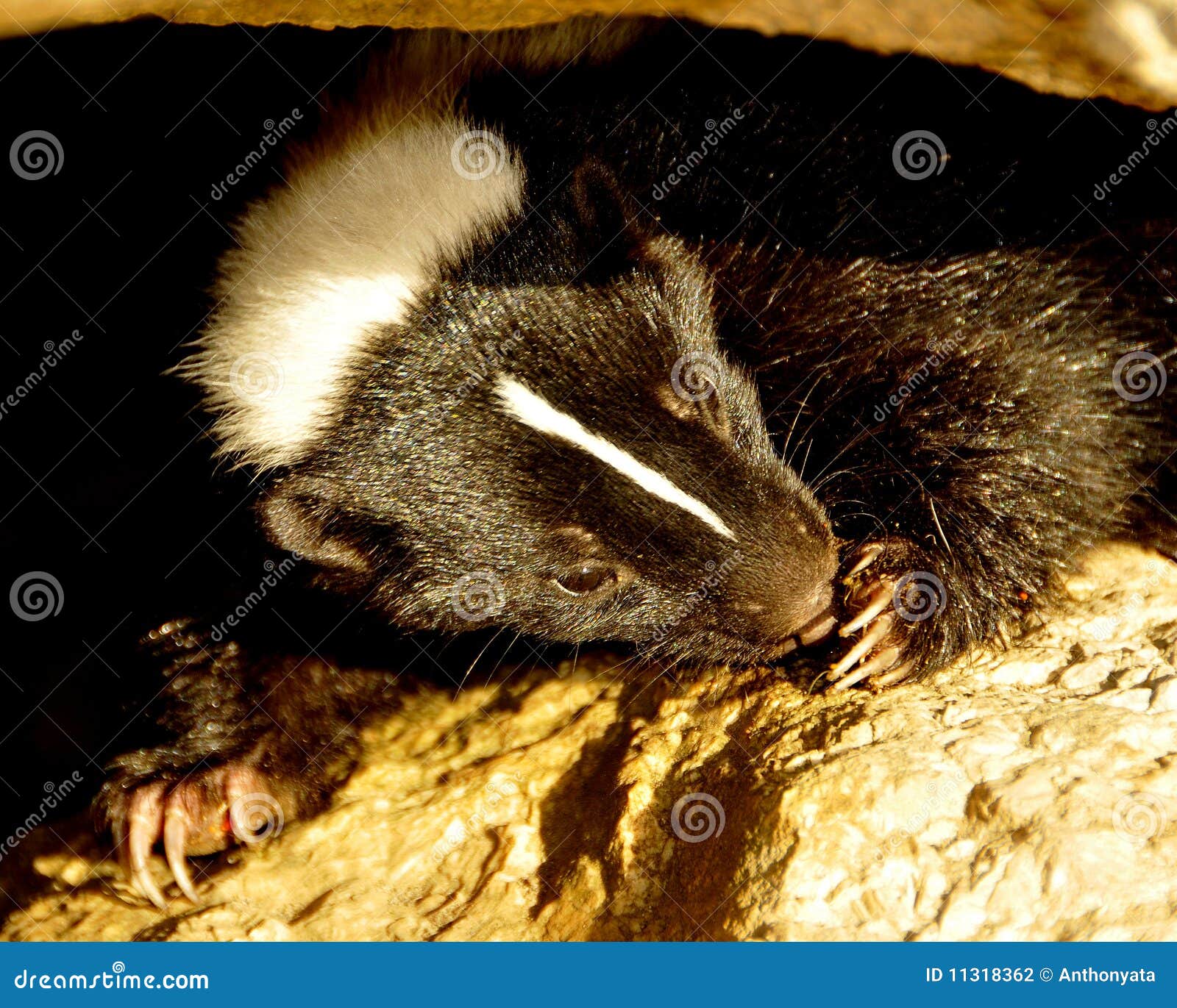 Nettes Gestreiftes Stinktier 2 Stockfoto - Bild von wildnis ...