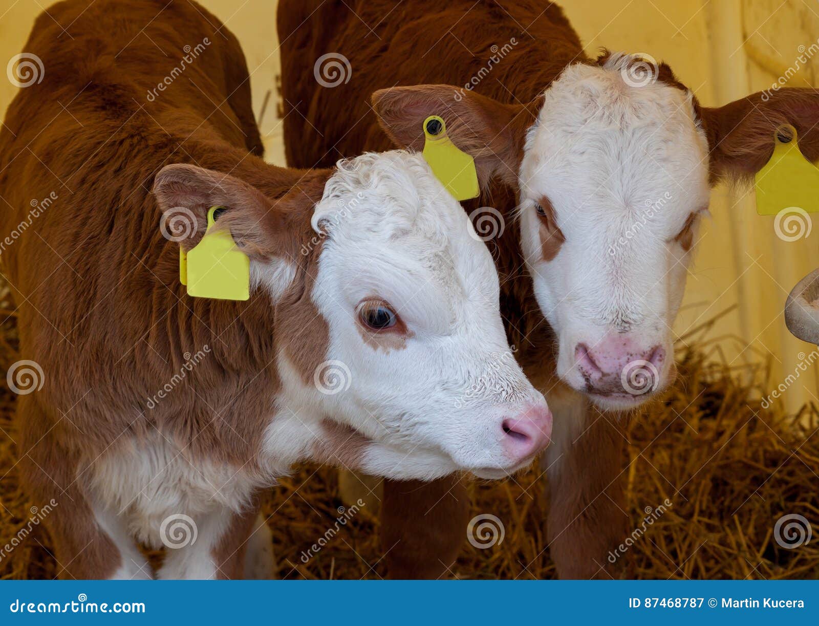 Nettes Gesundes Kleines Kalb Zwei in Der Scheune Stockbild - Bild von ...