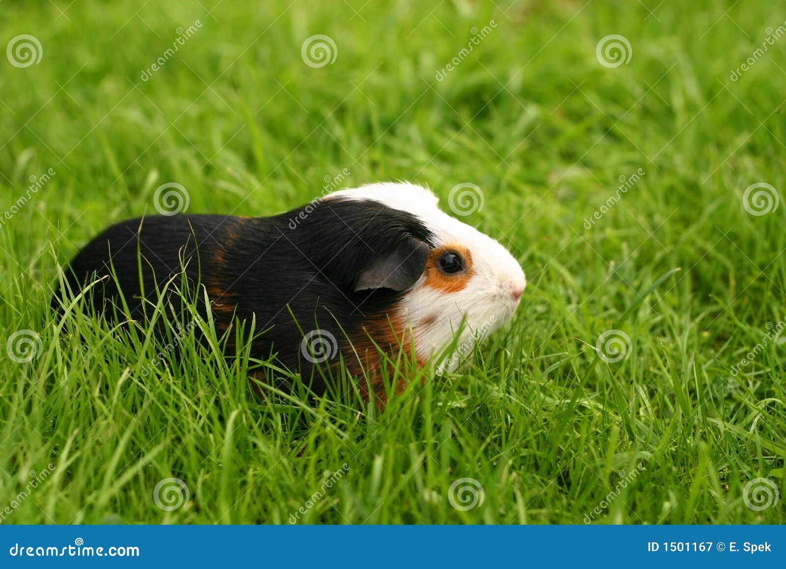 Nettes kleines Haustier stockbild. Bild von porträt, haustier - 1501167