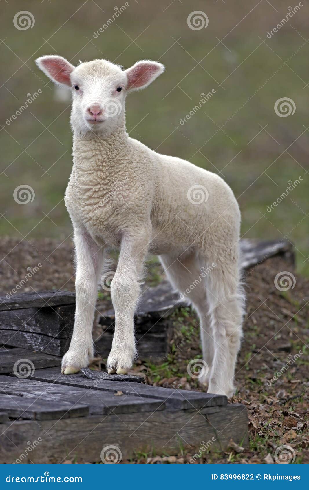 Nettes Lamm stockfoto. Bild von nave, bauernhof, wirbeltier - 83996822