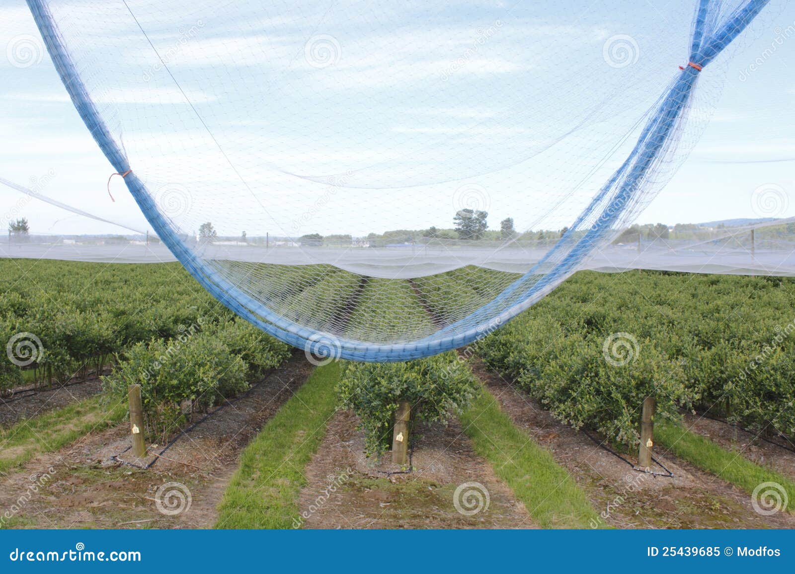 Netting for Blueberry Crops Stock Image - Image of swallows, safe: 25439685
