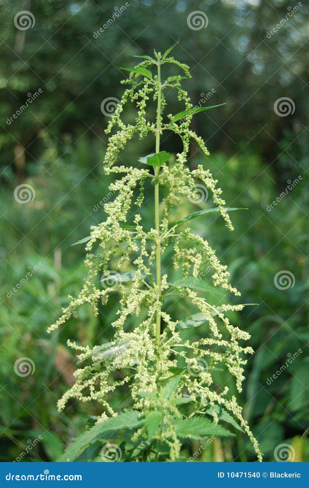 Nettle stock photo. Image of isolated, background, bunch - 10471540