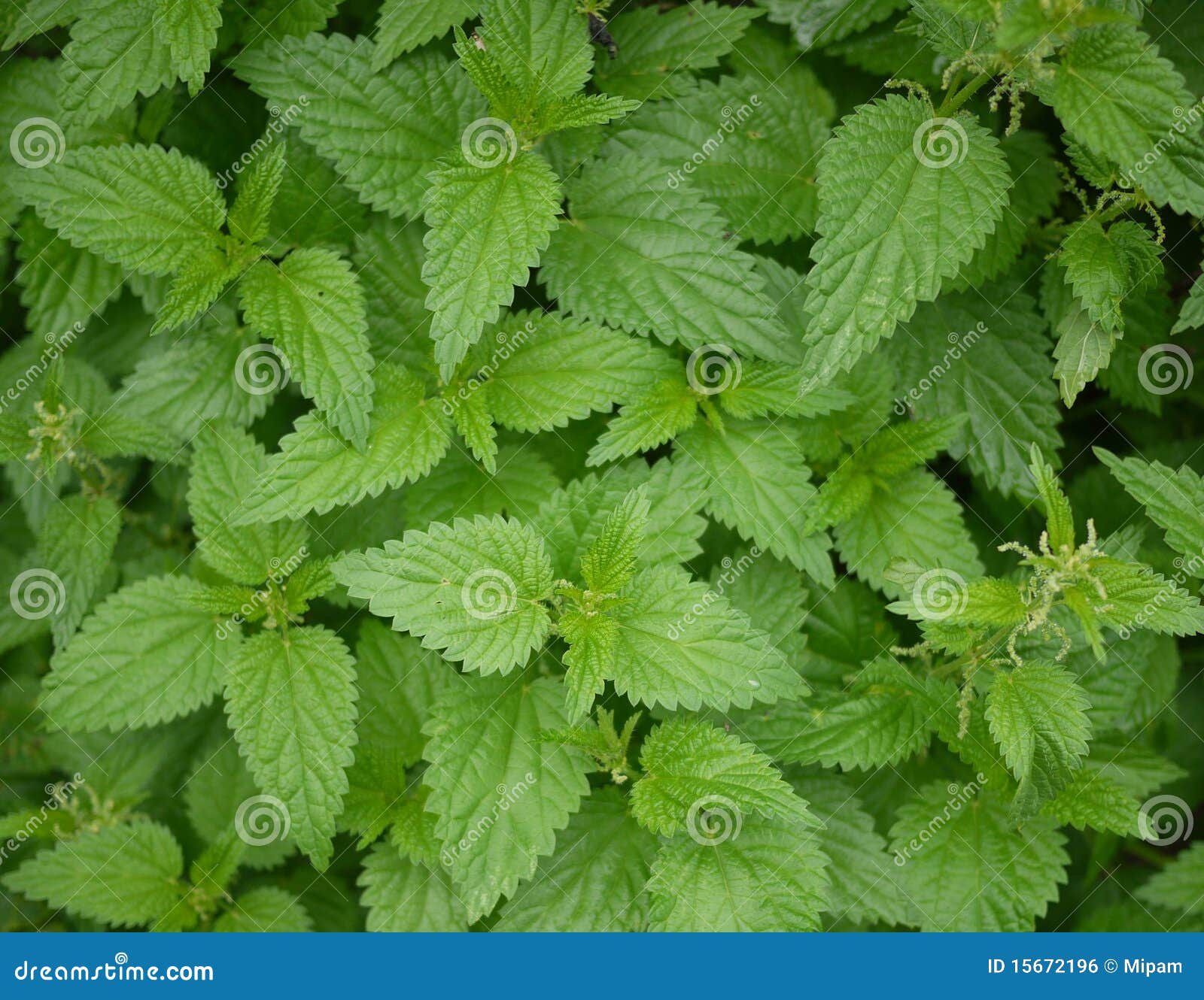 Nettle stock photo. Image of beautiful, natural, leaves - 15672196