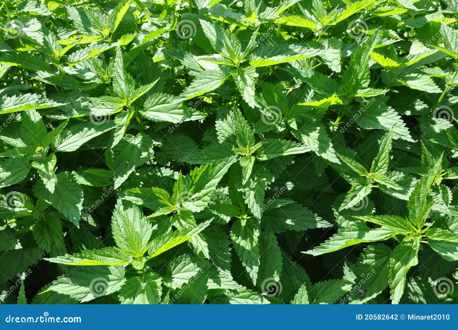 Nettle stock photo. Image of plant, wild, brew, weed - 20582642