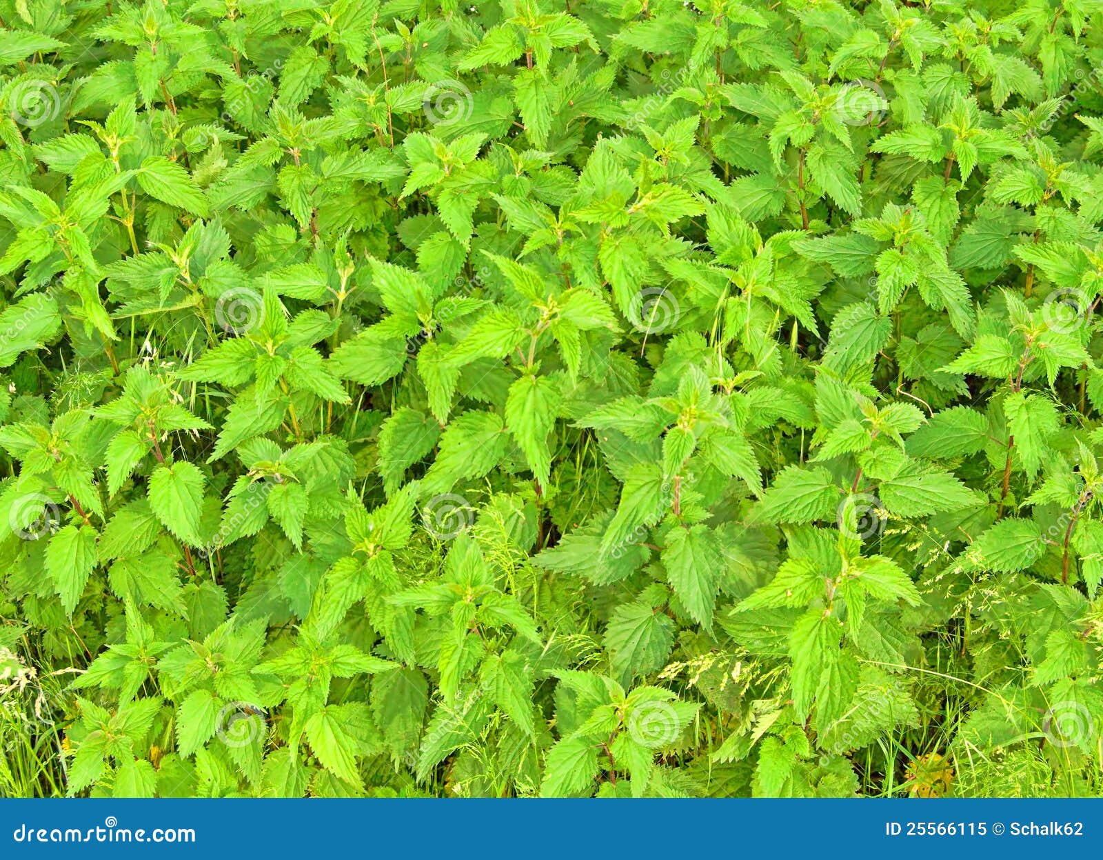 Nettle stock image. Image of space, structure, surface - 25566115