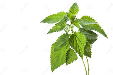 Nettle stock photo. Image of leaf, care, flora, botany - 27011736
