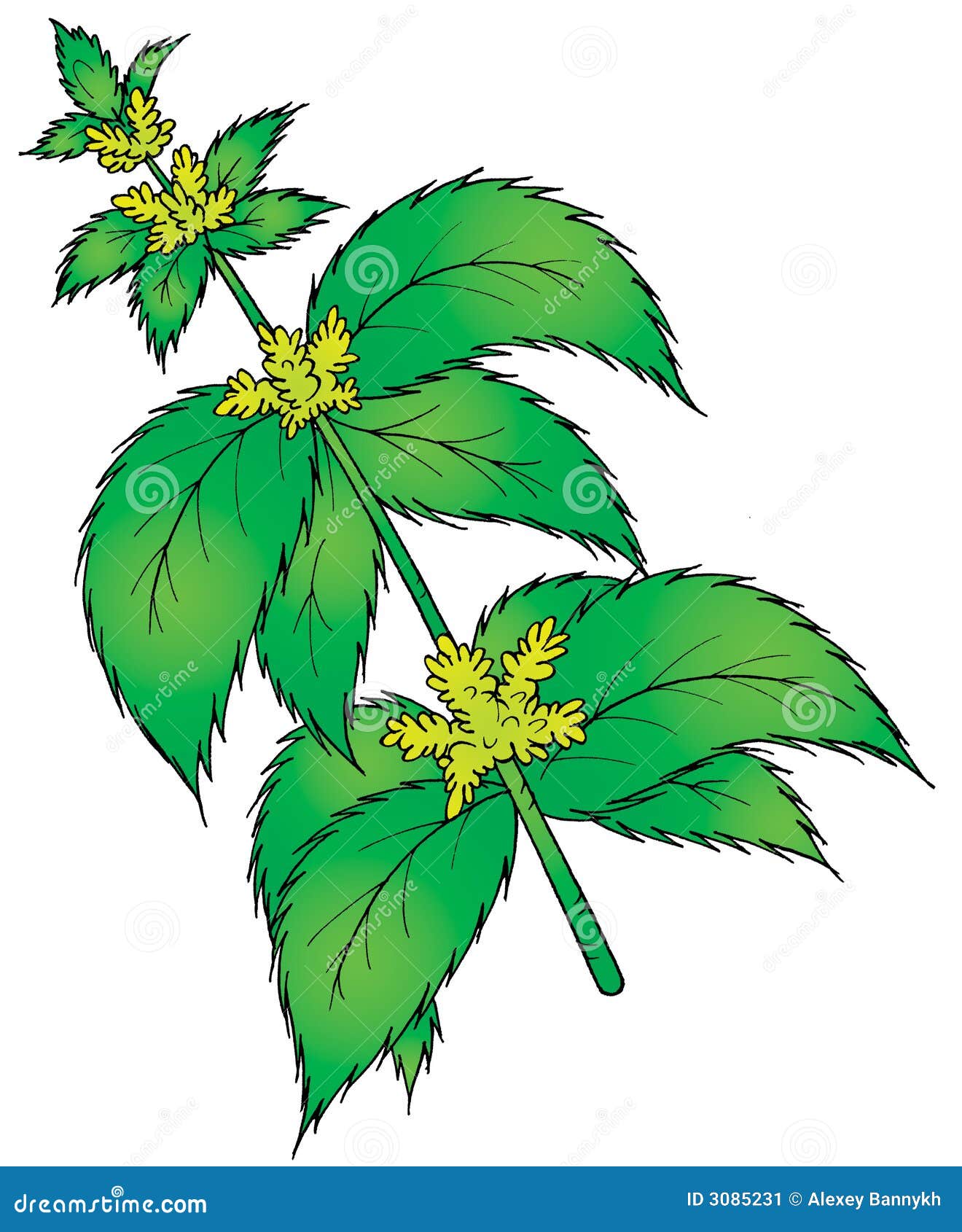 Nettle stock illustration. Illustration of drawing, life - 3085231