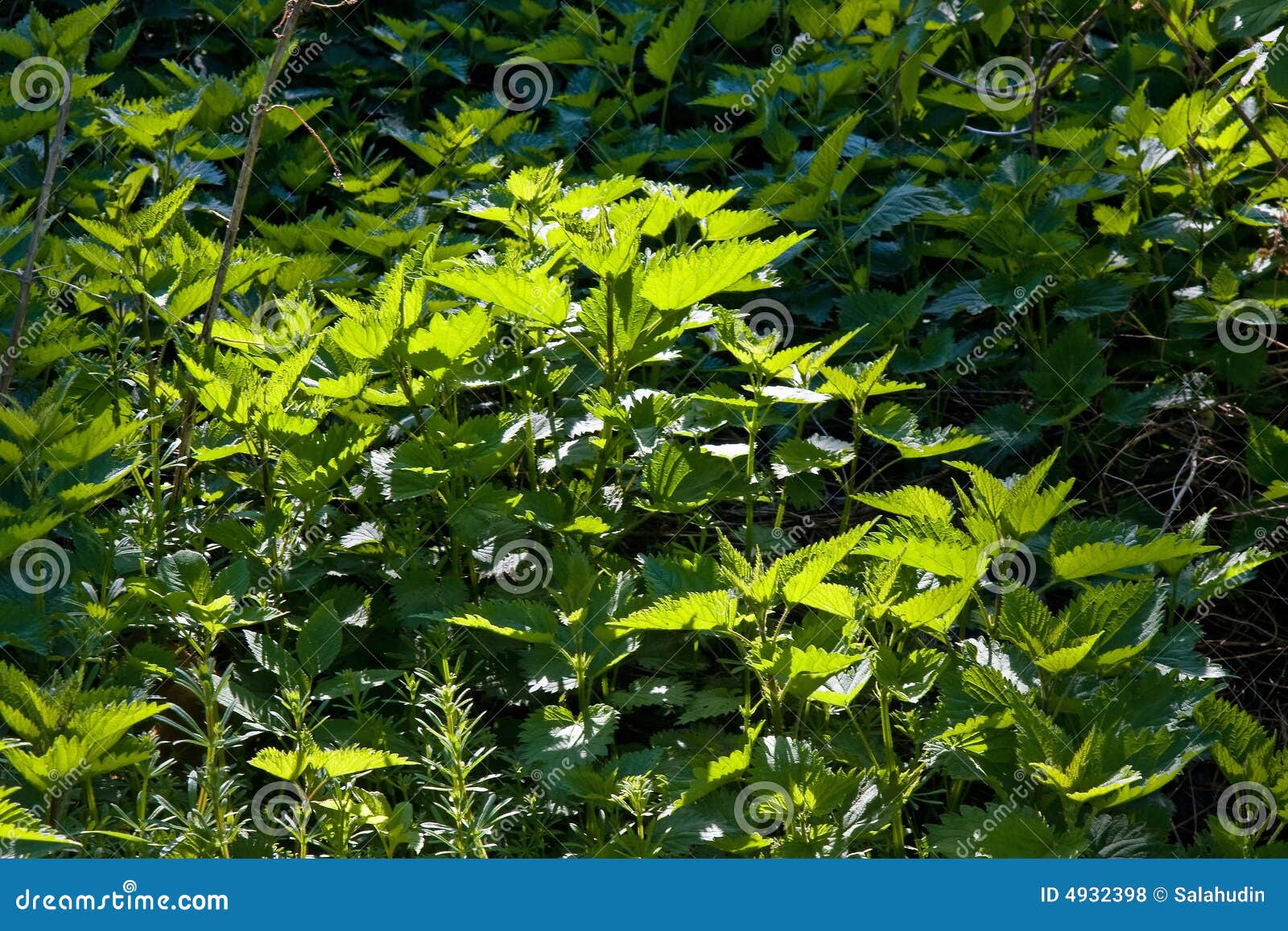 Nettle stock photo. Image of nettle, jagged, plant, summer - 4932398