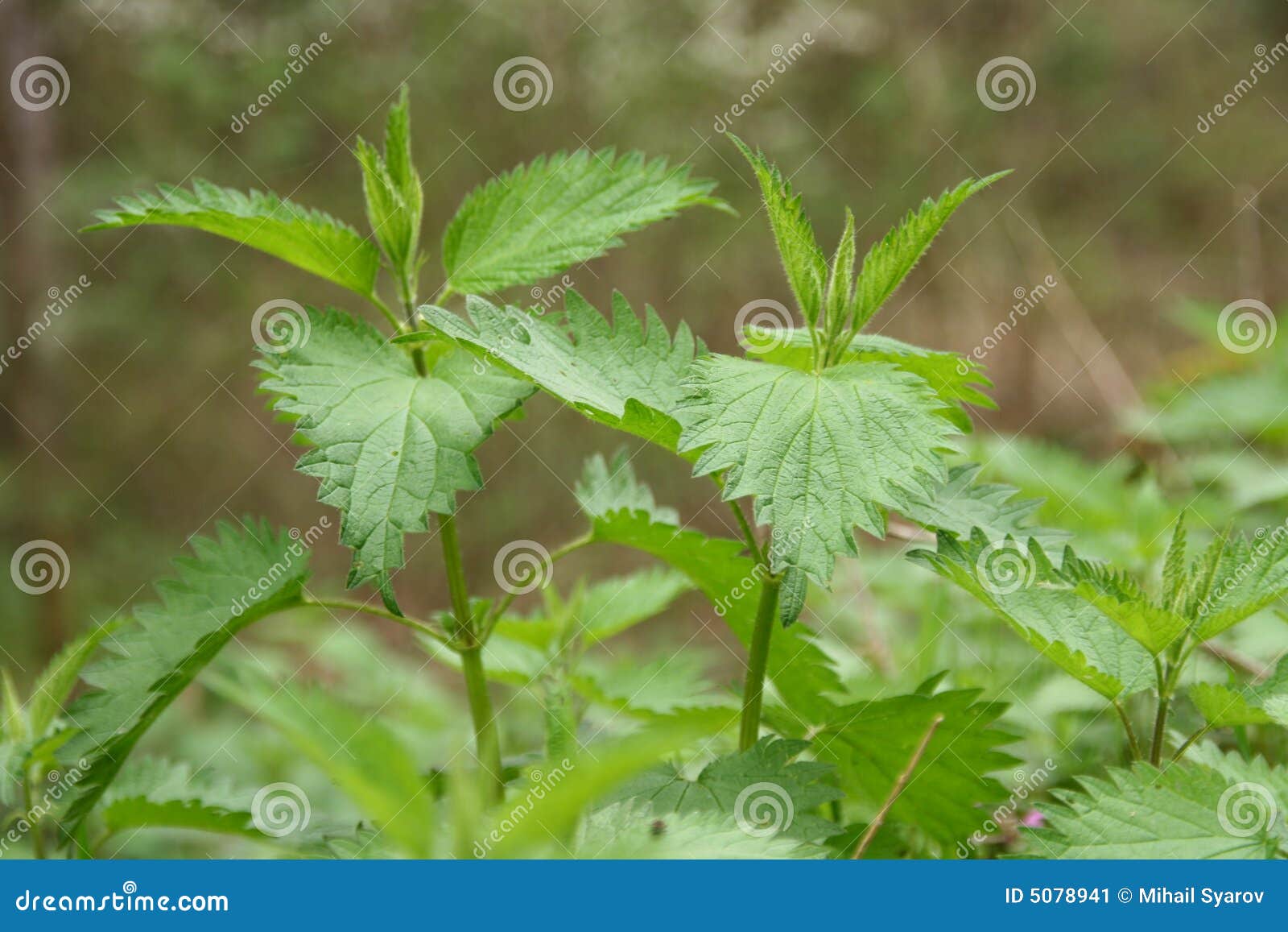 Nettle stock image. Image of countryside, nettle, compost - 5078941