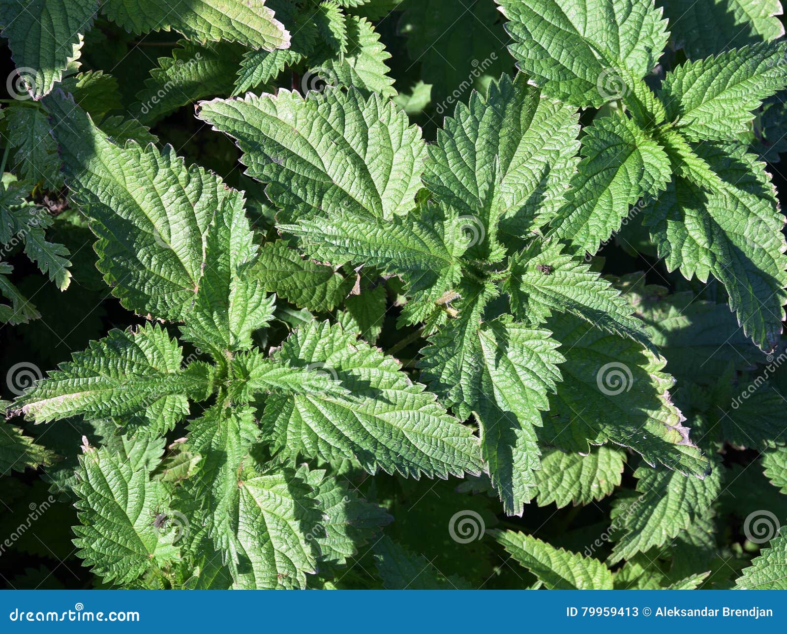 The Nettle stock image. Image of vegetarian, nettle, healthy - 79959413