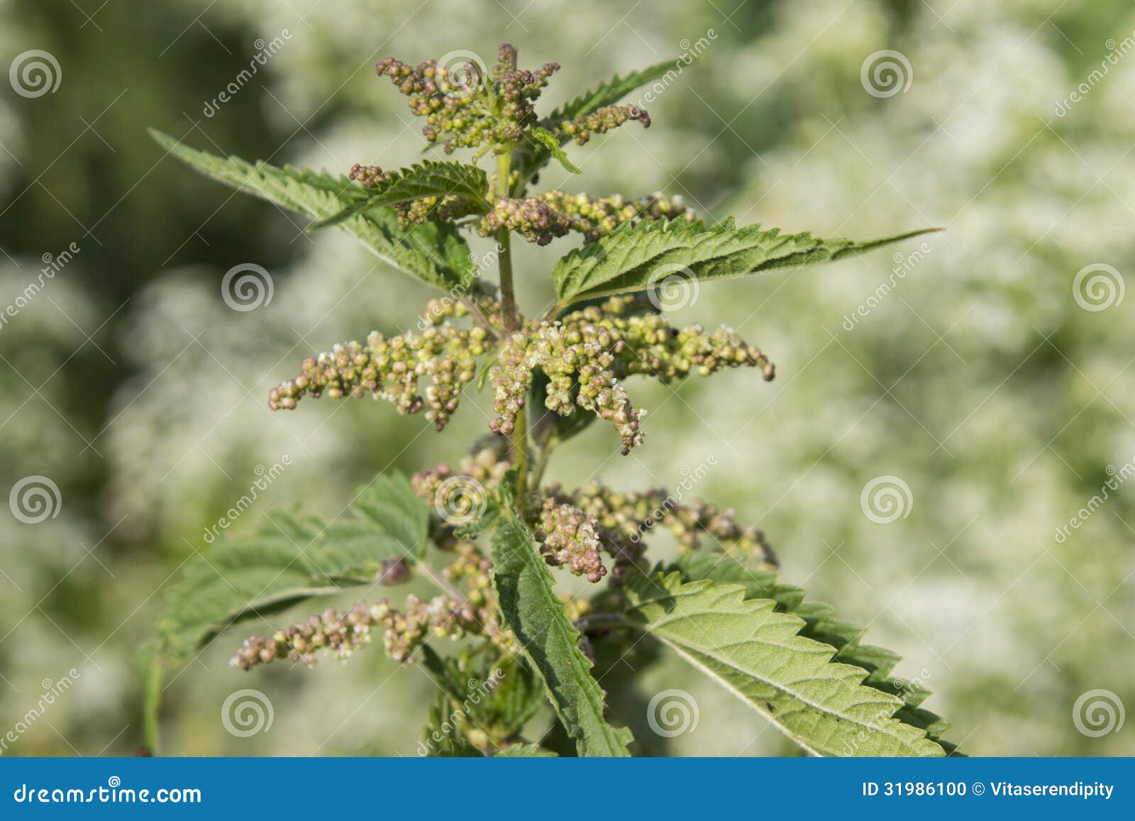 Nettle stock photo. Image of flowering, herb, close, weed - 31986100