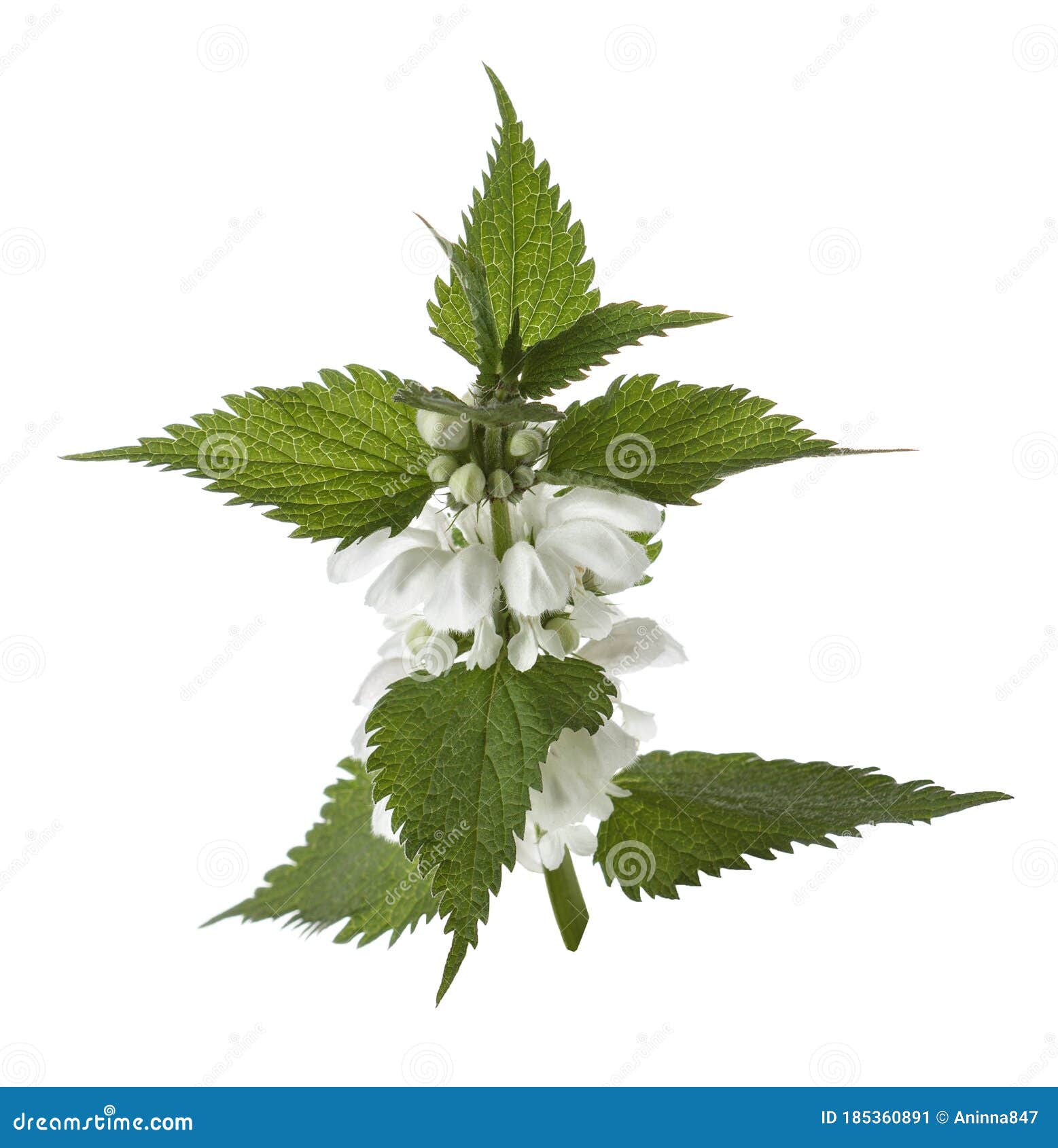Nettle Branch with Flowers, Isolated on White Stock Image - Image of ...