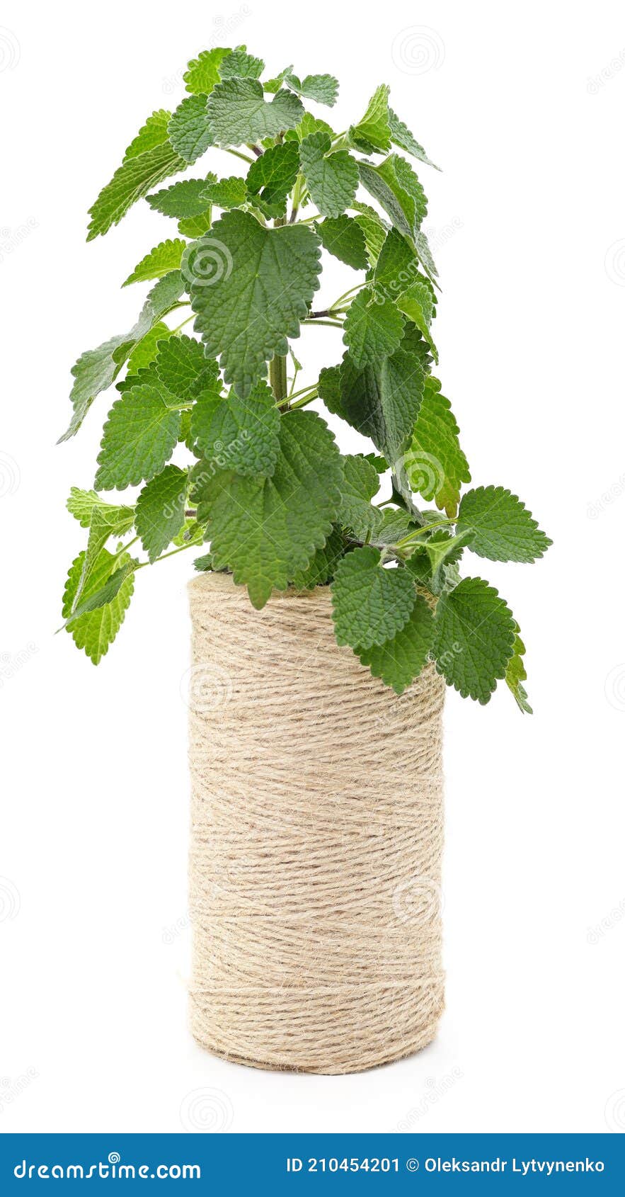 Nettle Branch and Spool of Twine Stock Image - Image of cord, botany ...