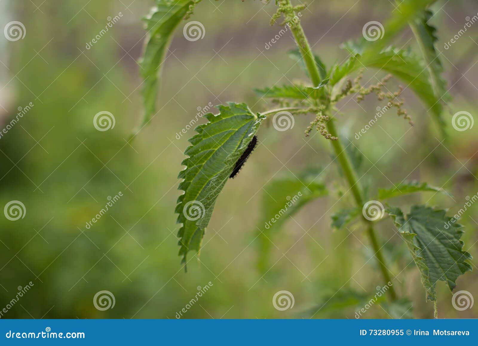Nettle with caterpillar stock image. Image of detail - 73280955